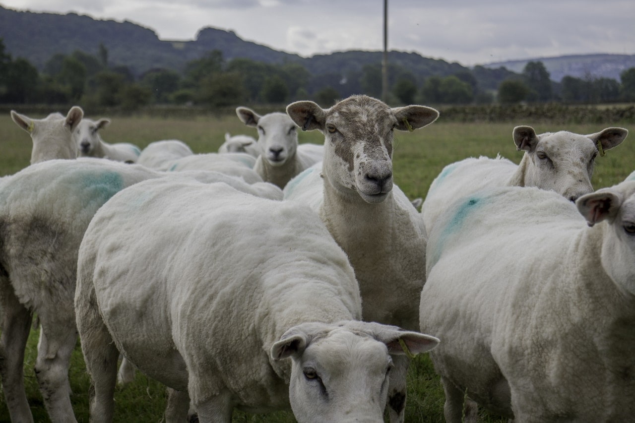 Twenty-One Poems about Wonky Animals Online Launch - World Animal Day